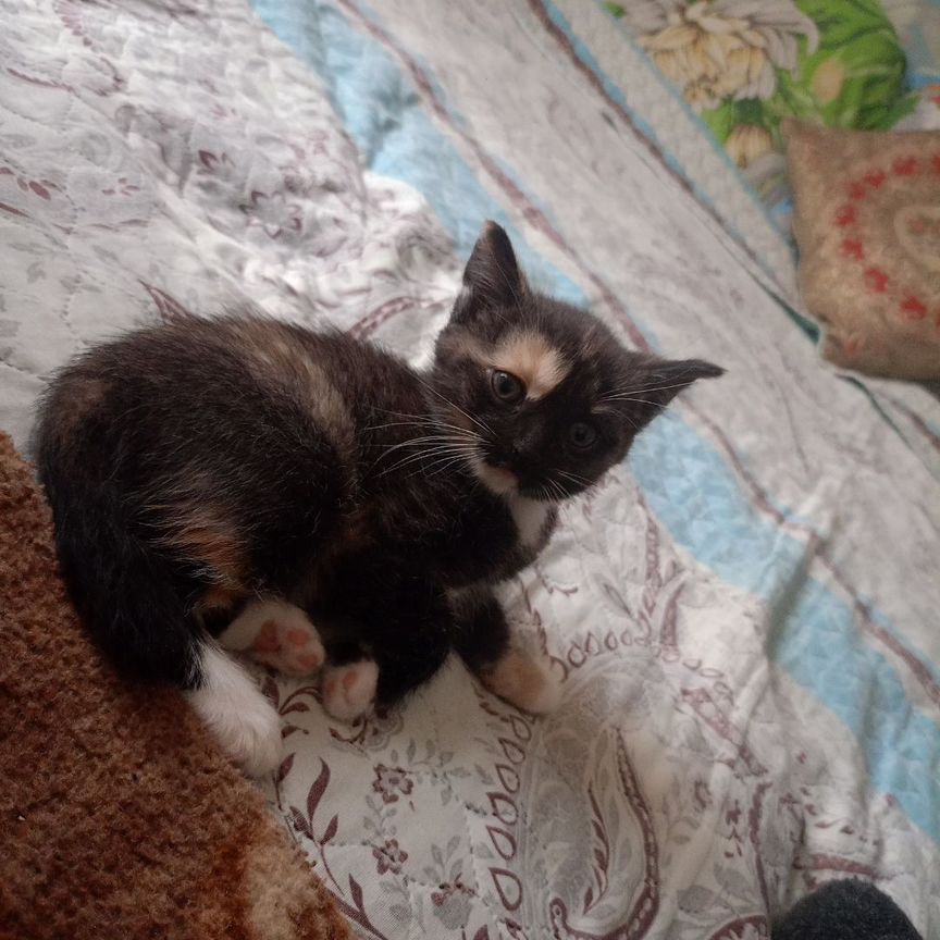 Отдам котëнка в добрые руки