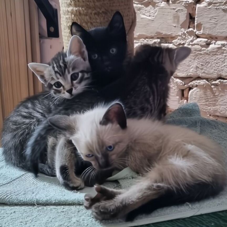 Котёнок в добрые руки