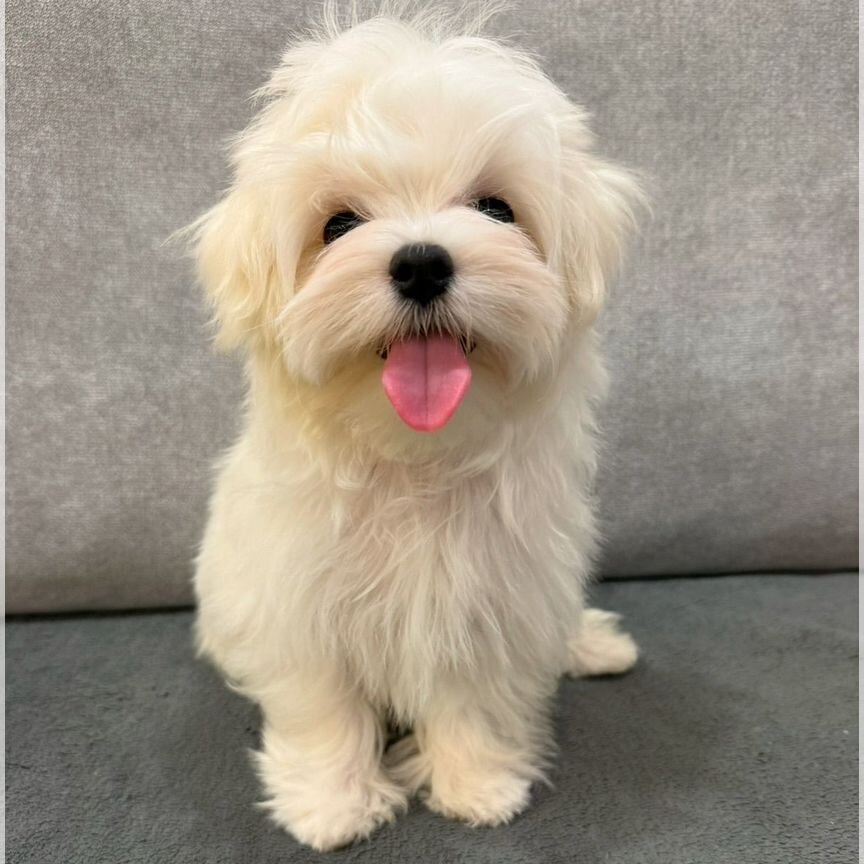 Мальчик мальтийская болонка