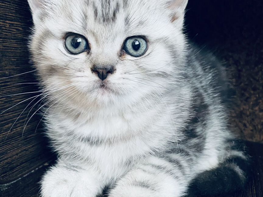 Шотландские котята