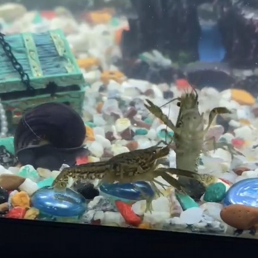 Аквариумные карликовые раки