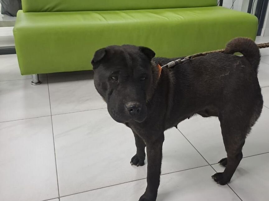 Помесь шарпея