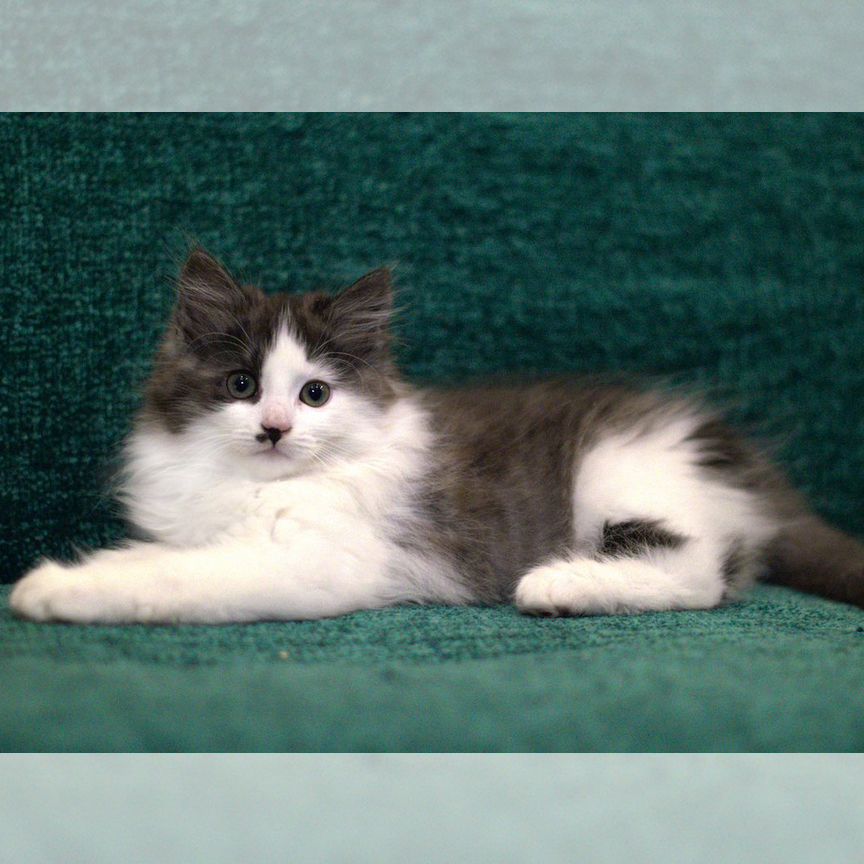 Сибирский котёнок