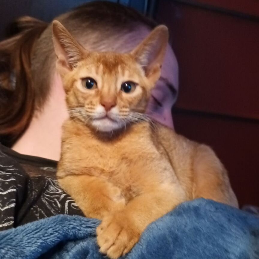 Абиссинский котёнок