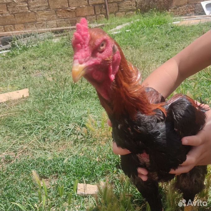 Бойцовский петух о шамо