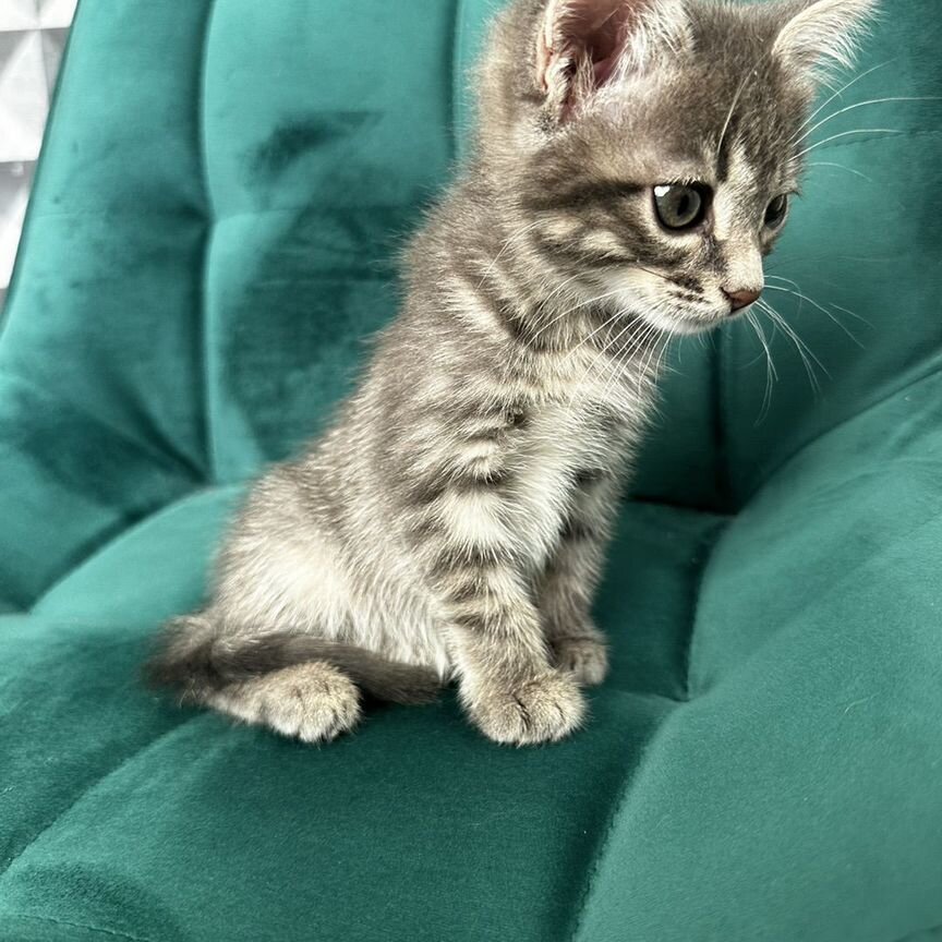 Озорная девочка