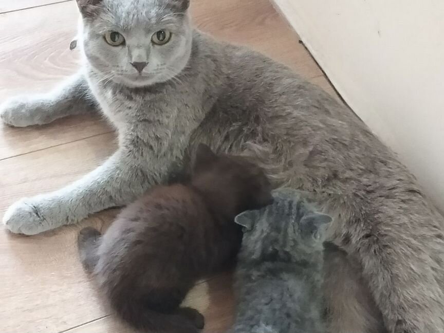 Котята от британской кошки