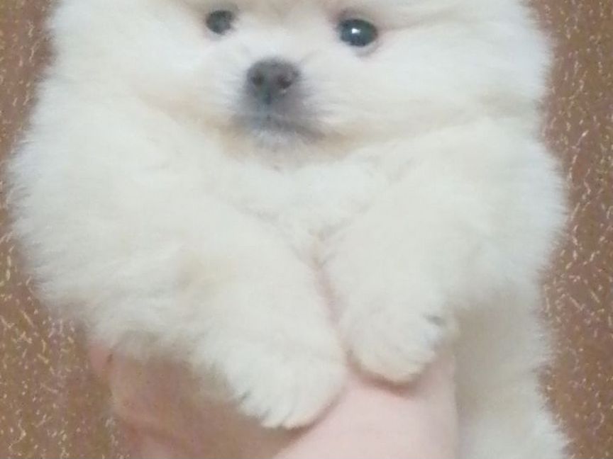 Дюймовочка