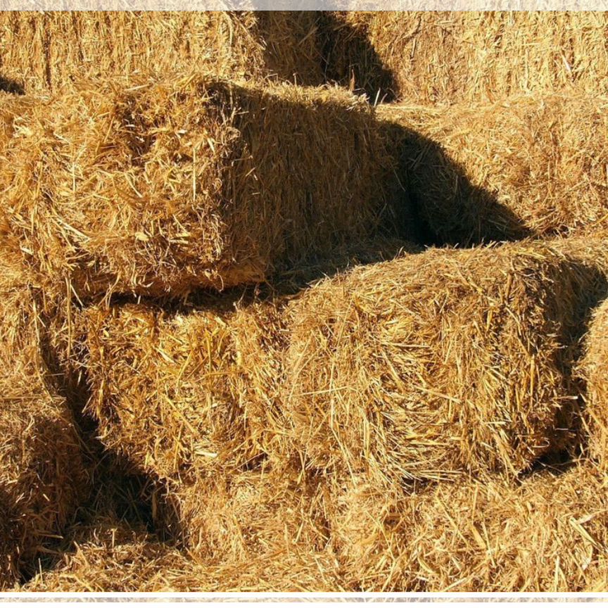 Солома ржаная