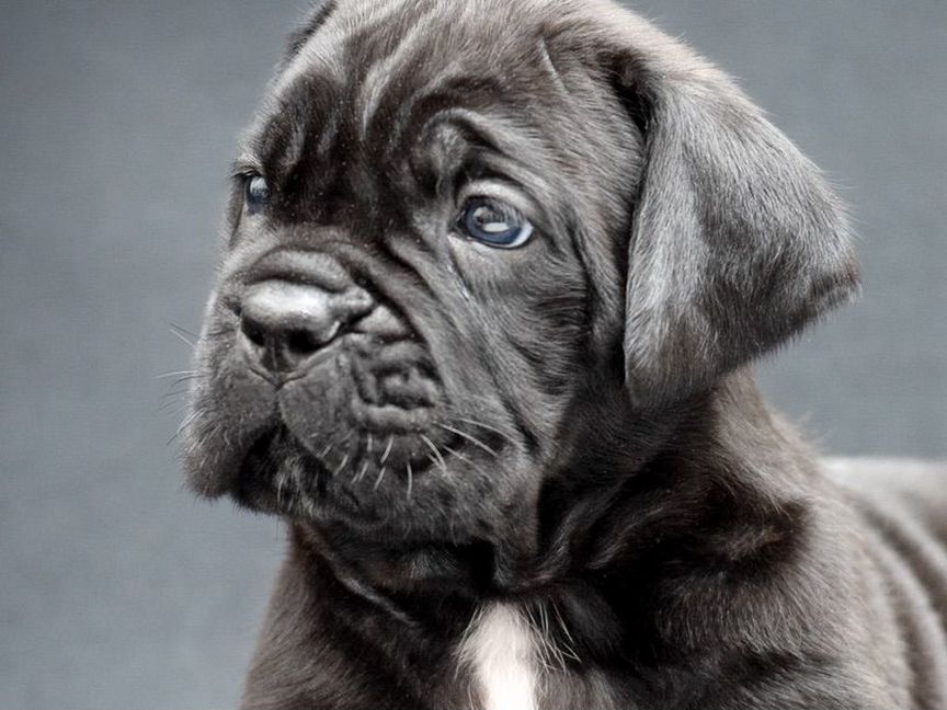 Шикарная девочка кане корсо