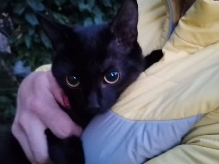 Кошка