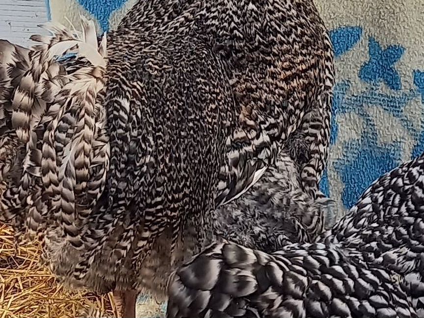 Мехеленская Кукушка.И.Я.Петухи на племя.Цыплята