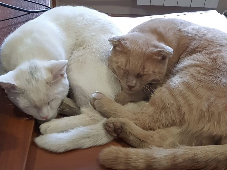 Отдам котов