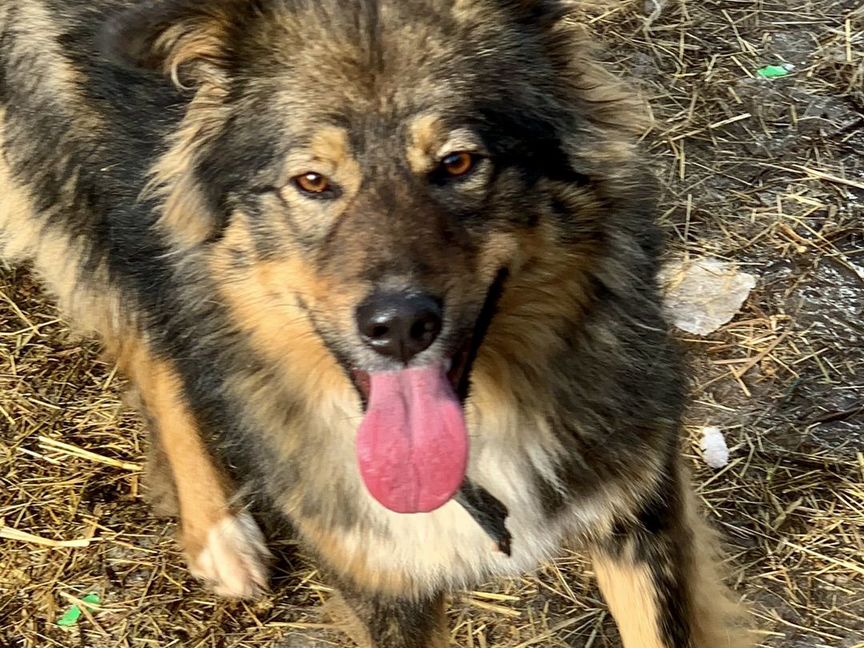 Собака в беде в добрые руки