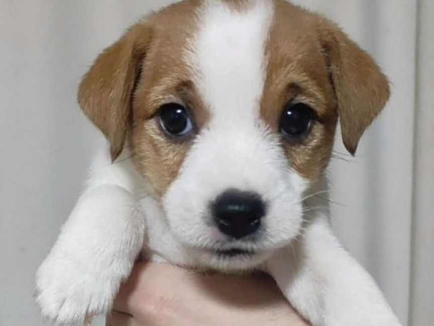 Щенки джек Рассел терьер