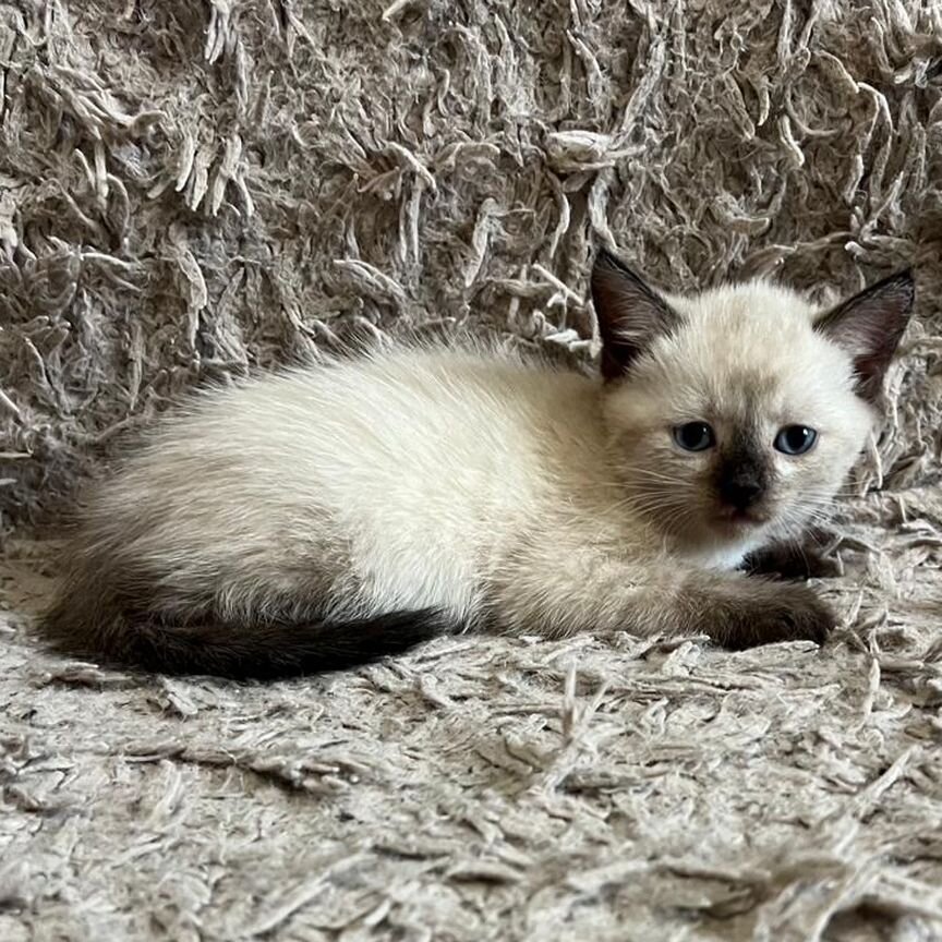 Тайская кошечка