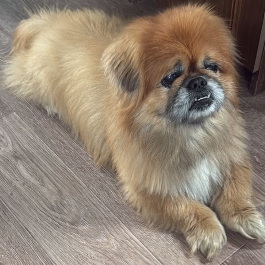 Пекинес, взрослый пёс