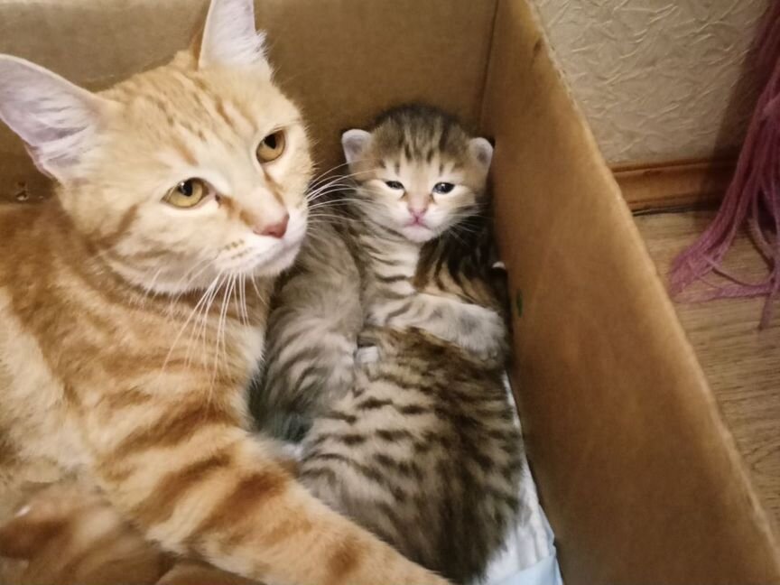 Кошки