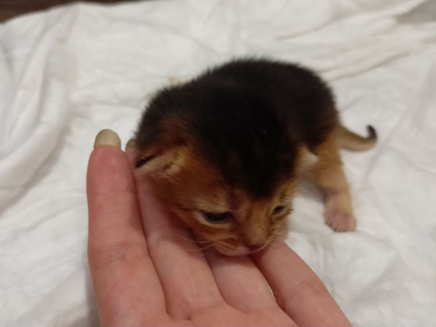 Абиссинская девочка