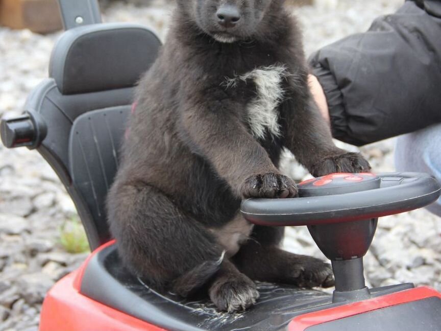 Собака в добрые руки щенок