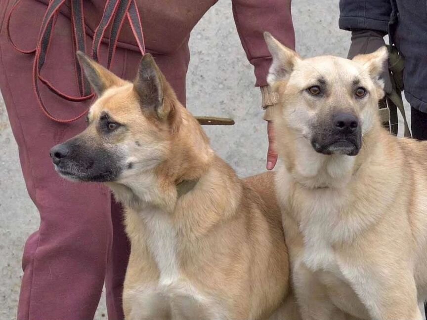 Дунай и Зима