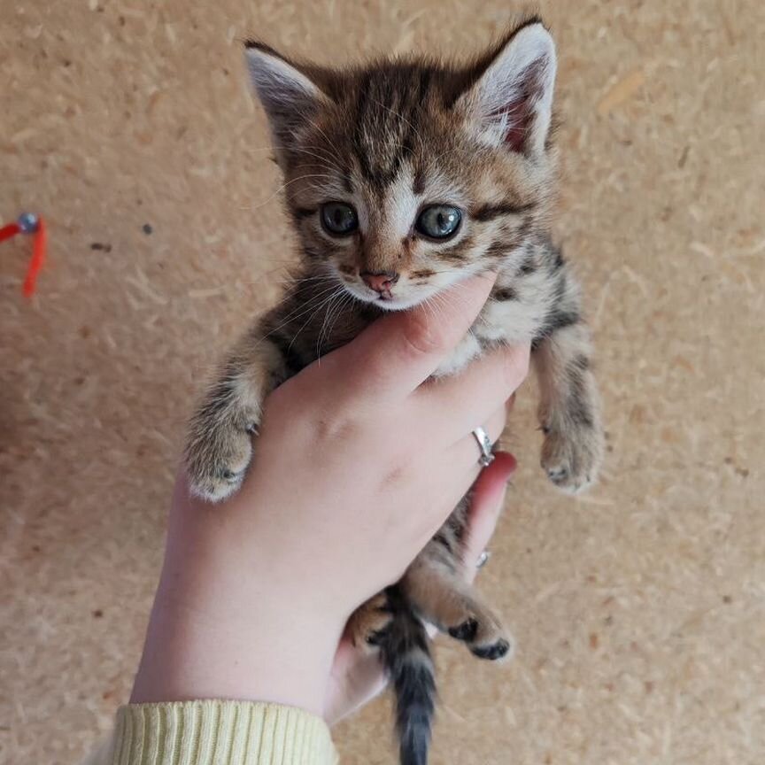 Маленькие котята в добрые руки