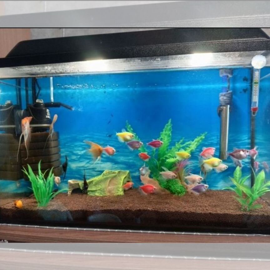 Аквариумные рыбки