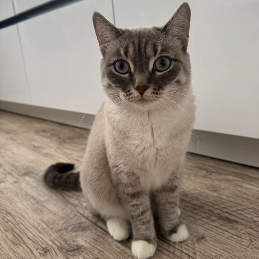 Тайская, взрослая кошка