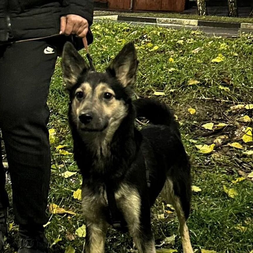 Щенок в добрые руки