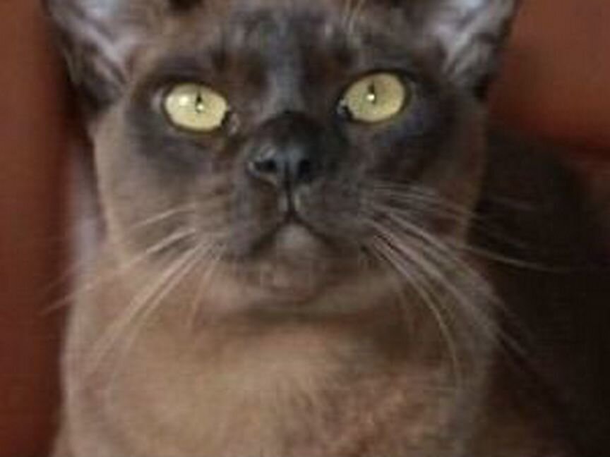 Вязка бурманский кот