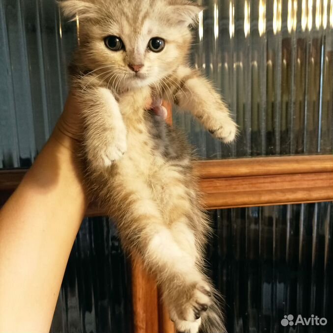 Котёнок девочка Астра вислоухая