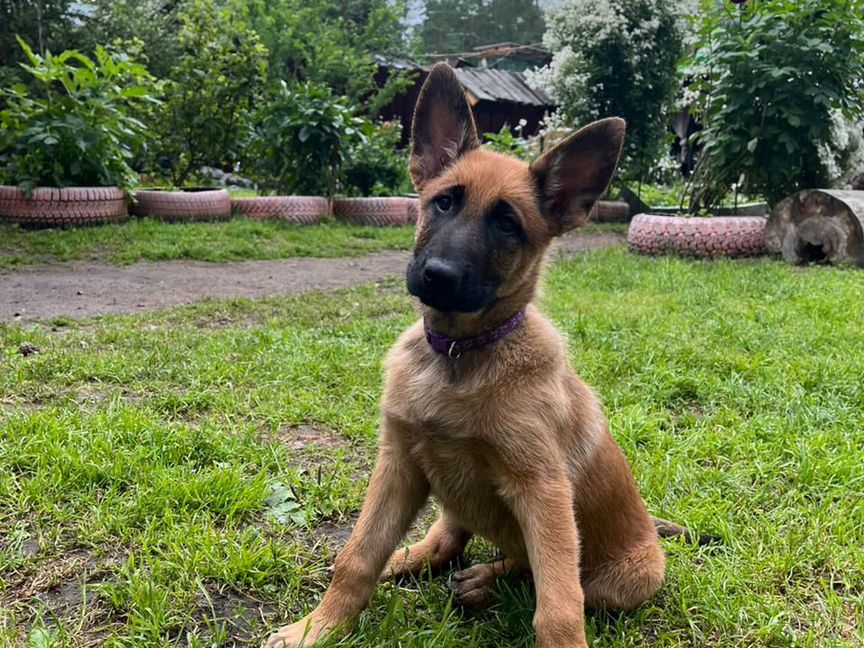 Малинуа помет от моего кобеля