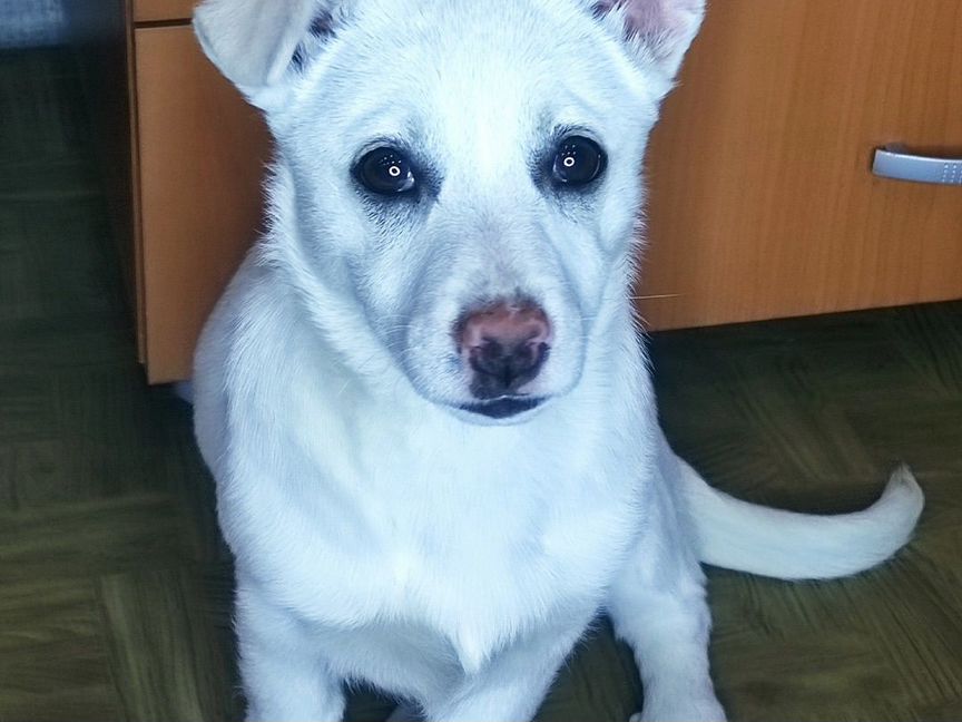 Щенок девочка в добрые руки