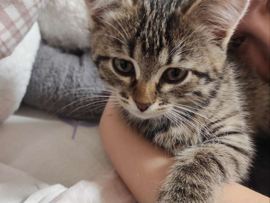 Отдаем котенка девочку