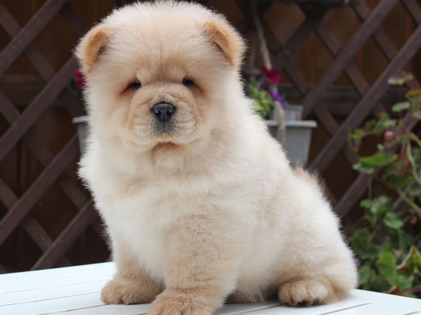 Чудо чау-чау девочка кремка