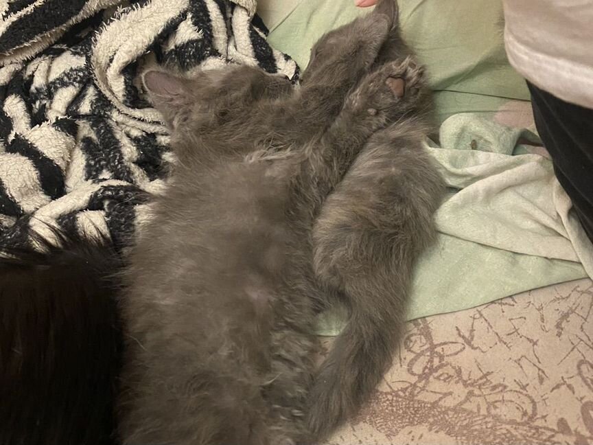 Пушистые подарочки на Новый год