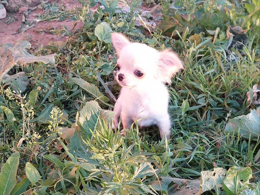 Чихуахуа длинношерстный мальчик