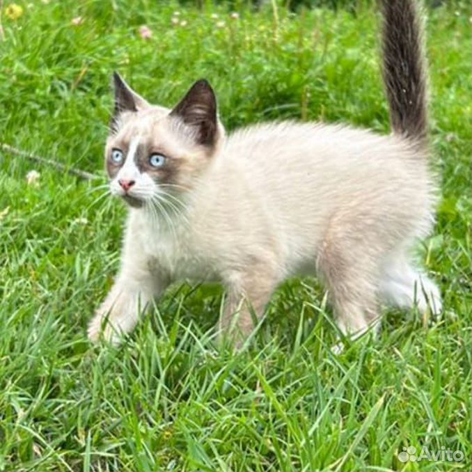 Очередной брошенный котик