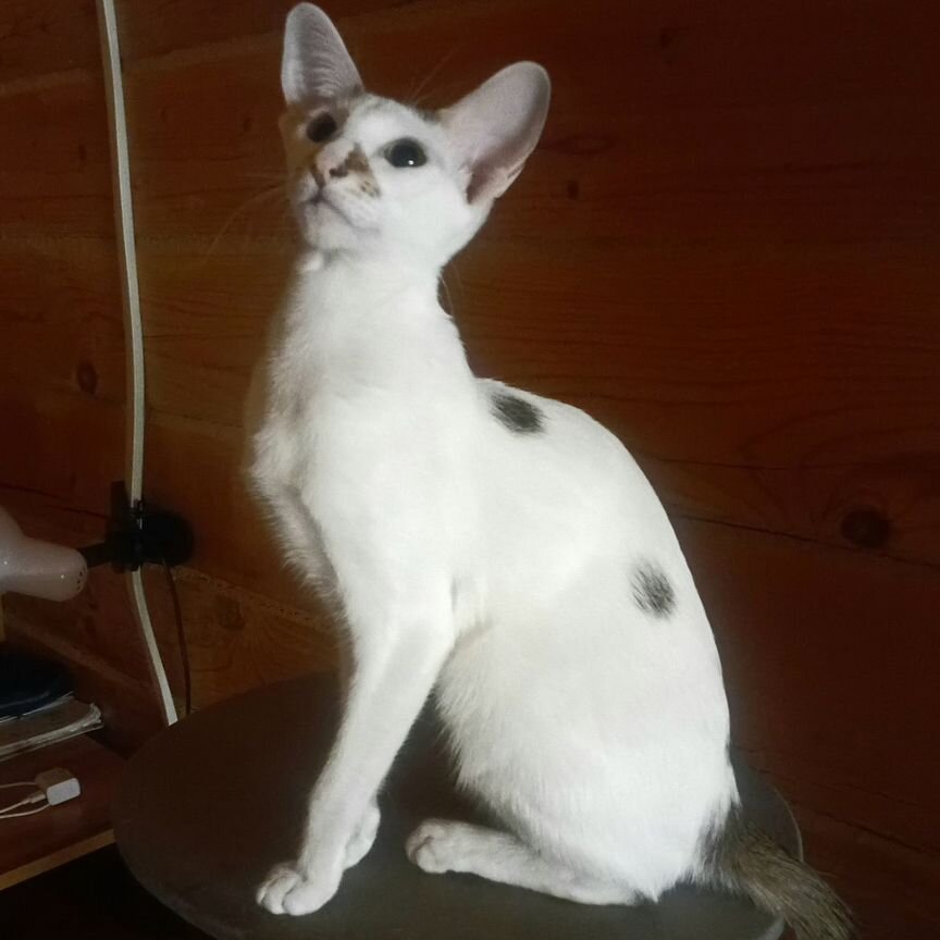 Ориентальный котёнок