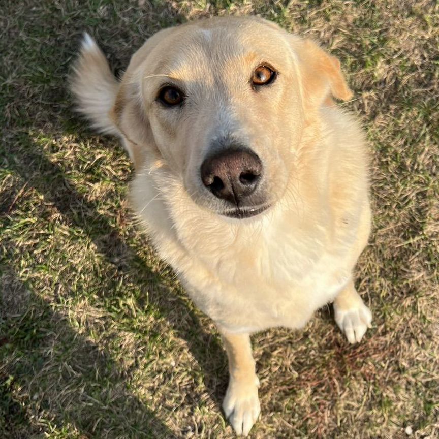 Только в самые добрые руки