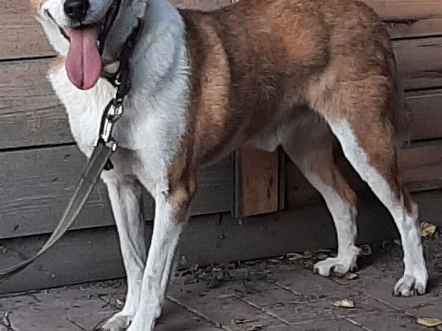 Рэм ищет дом