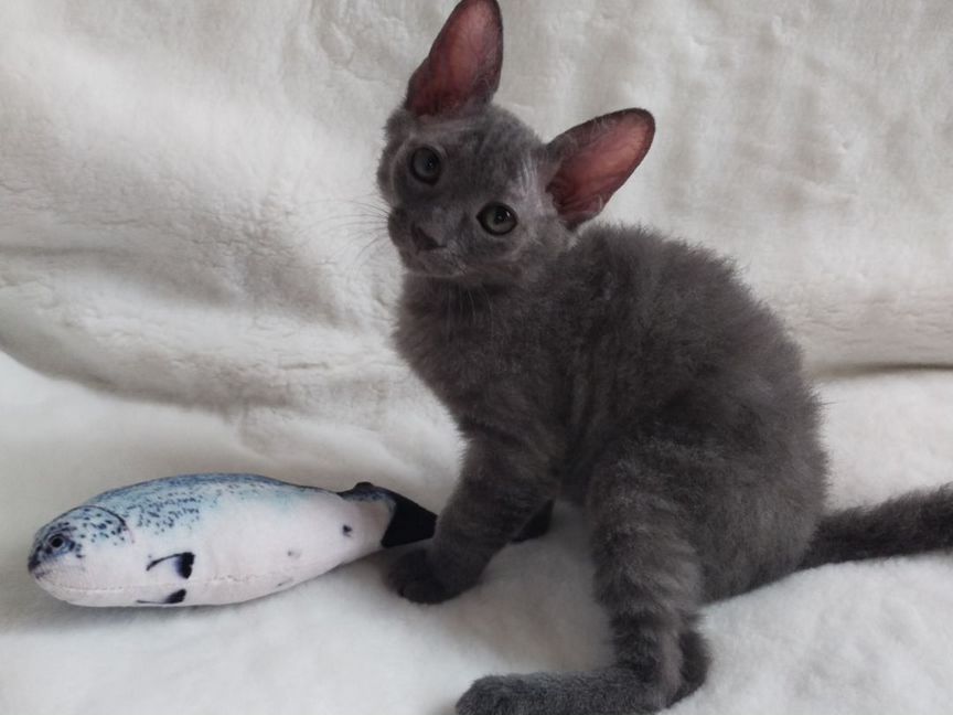 Донской сфинкс голубой корниш рекс