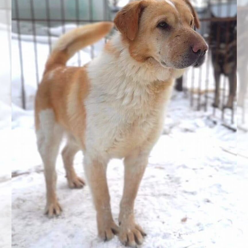 Взрослый пёс в добрые руки