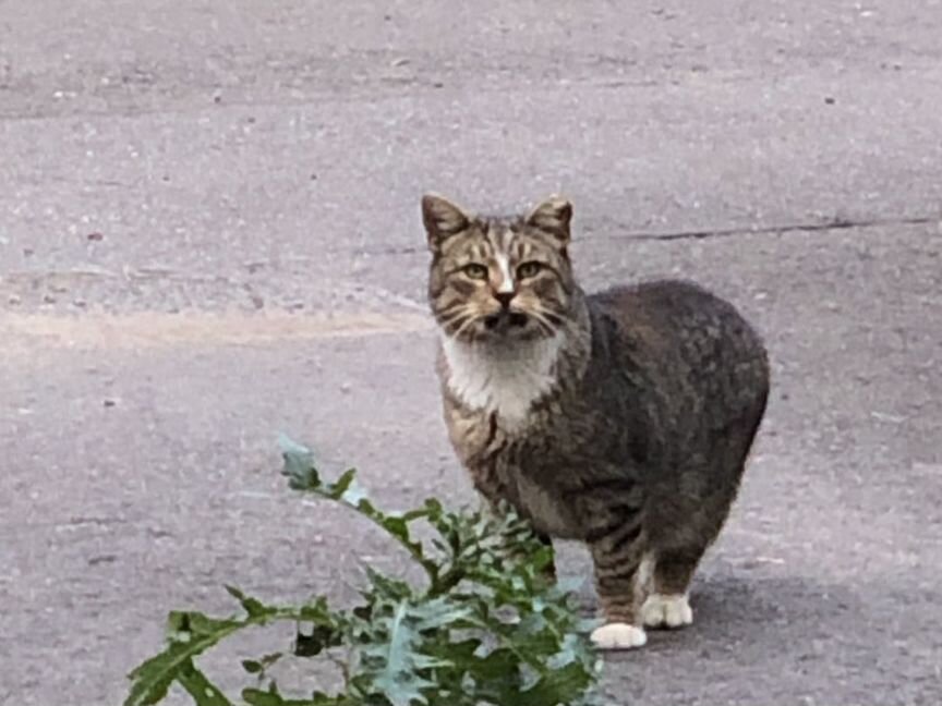 Кот Джокер в добрые руки