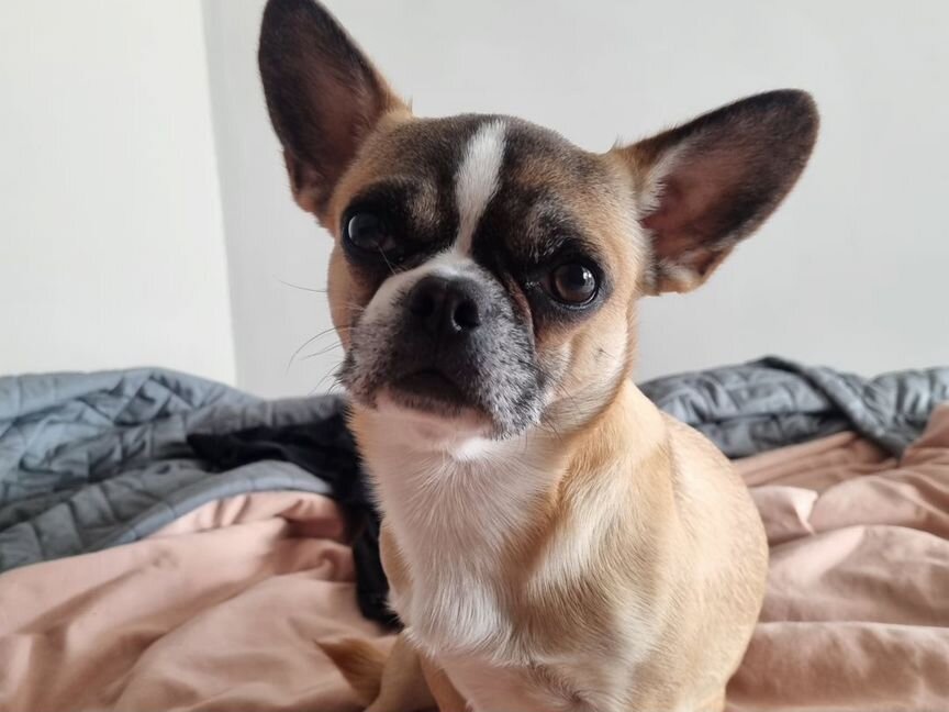 Кобель для вязок (чихуа+француз)