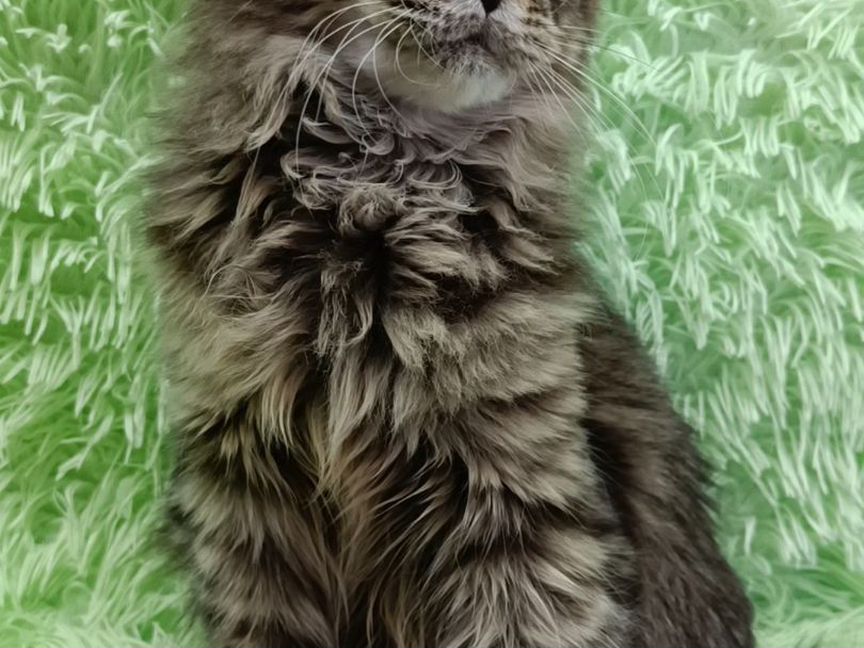Котёнок мейн-кун с документами