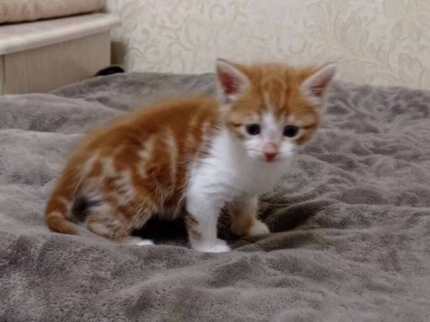 Котята в руки ответственных людей