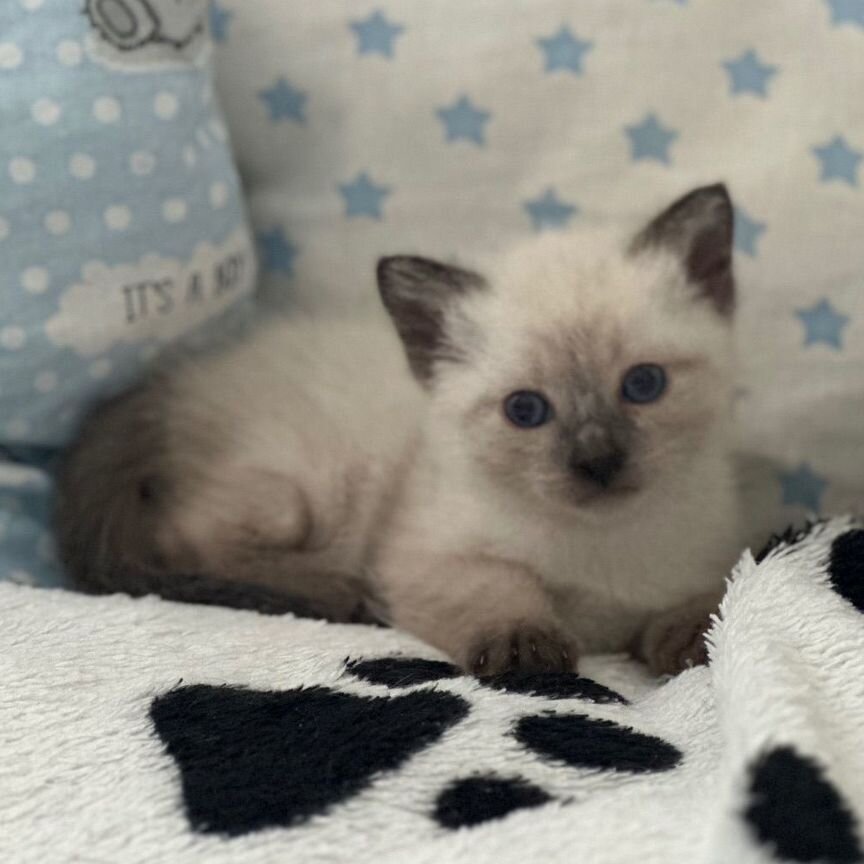 Тайский котёнок