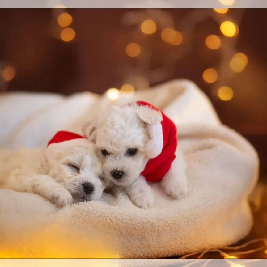 Бишон фризе, щенок