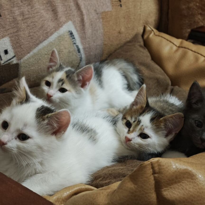 Котята в добрые руки